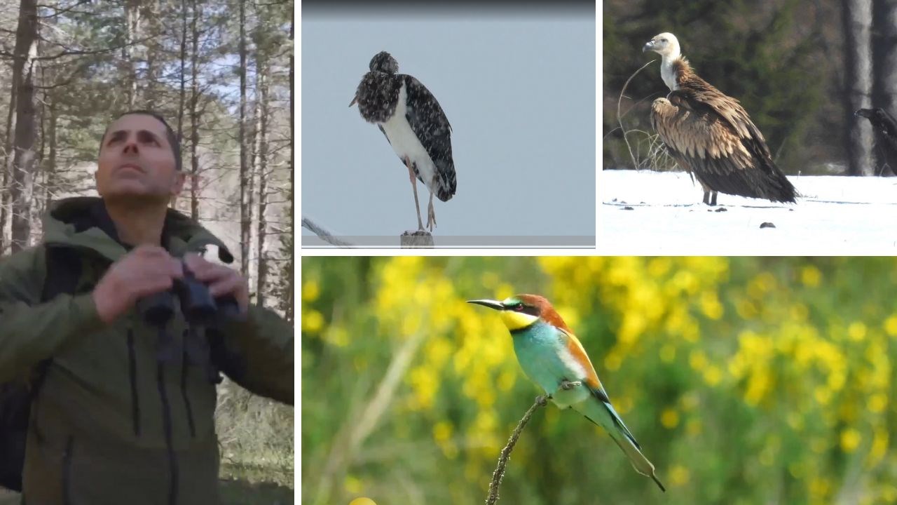 Grifoni, cicogne nere, gruccioni: la Sila terra di rari e spettacolari ...